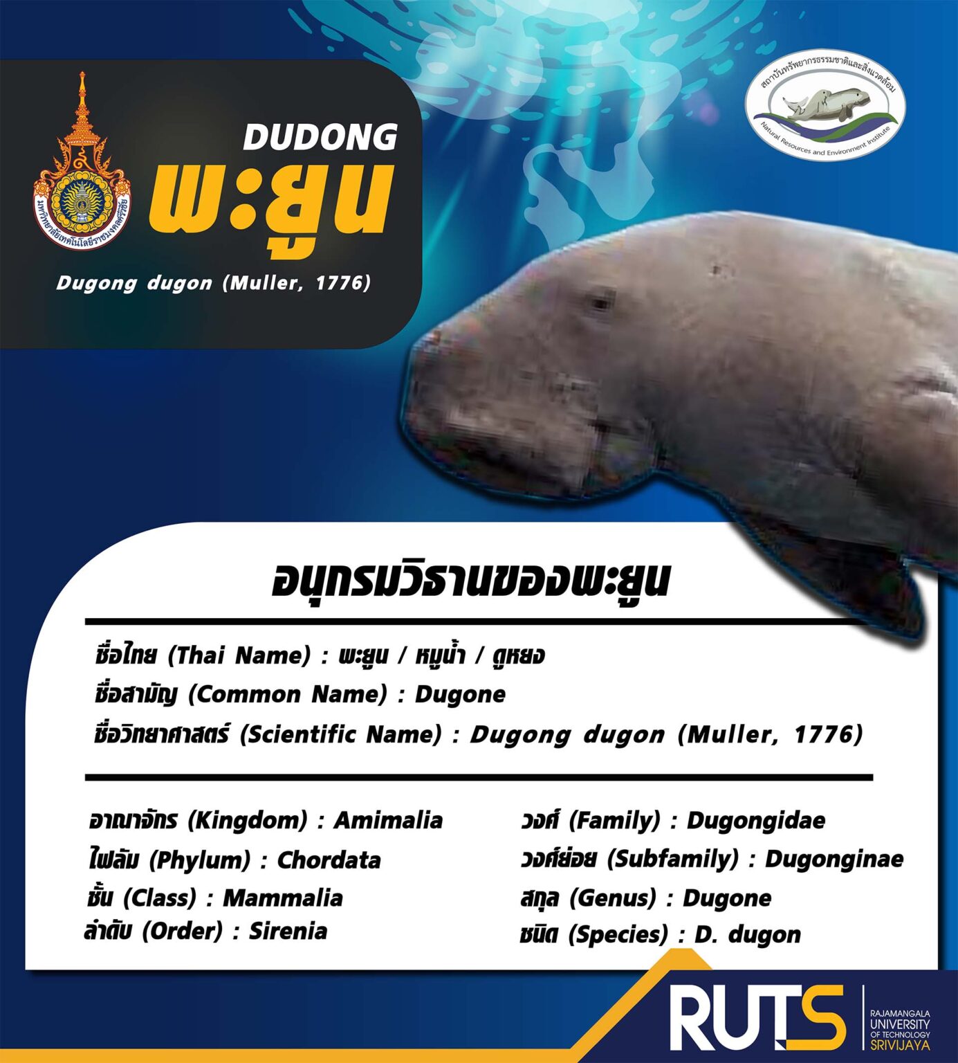 Dugong and sea grass - Nrei | สถาบันทรัพยากรธรรมชาติและสิ่งแวดล้อม