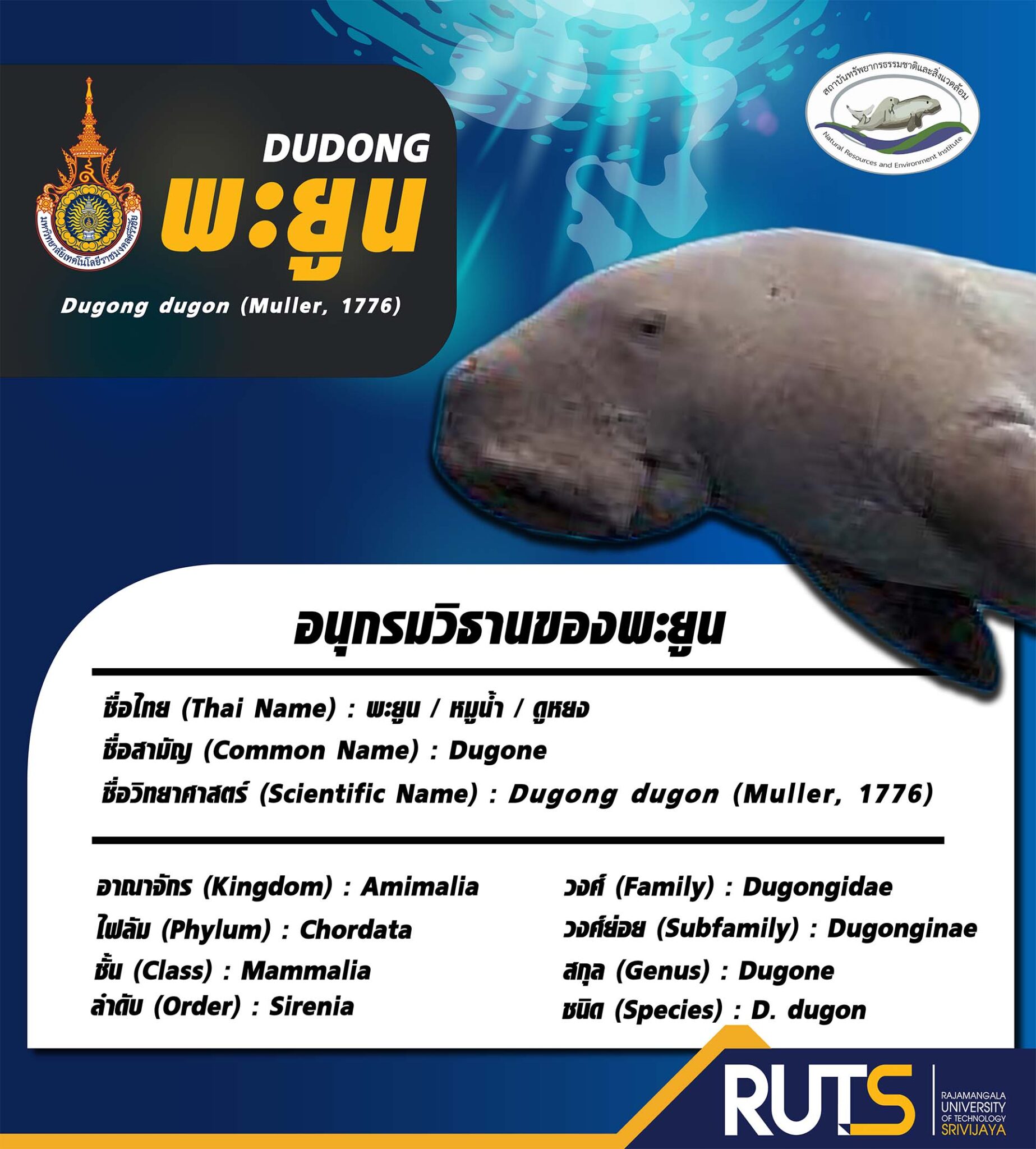 Dugong and sea grass - Nrei | สถาบันทรัพยากรธรรมชาติและสิ่งแวดล้อม